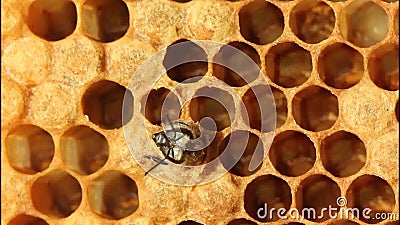 Birth of bee stock video. Video of continuation, insect - 57723113