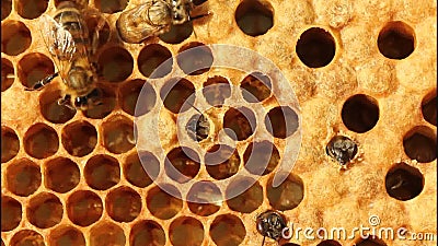 Birth of bee. stock footage. Video of movement, continuation - 57737020