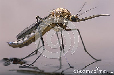 The Birth Of A Female Mosquito Stock Images - Image: 424794
