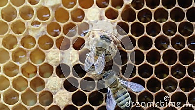 Birth of Queen Bee stock footage. Video of cocoon, honeycomb - 74584750
