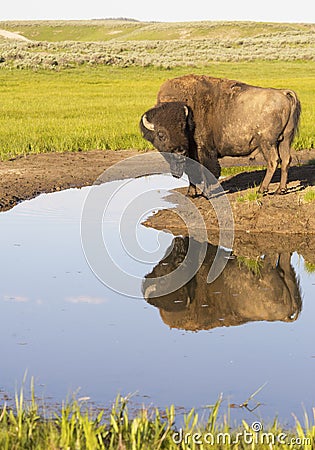 A Bison Drinks Water From A Clear Blue Pond. Stock Photos - Image: 34484313