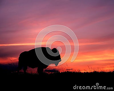 Bison Sunset Royalty Free Stock Image - Image: 9894946