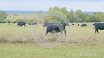 Black Angus Cattle Grazing on a Green Grass Pasture. Small Tiny Calf ...