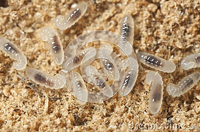 Egg cluster stock photo. Image of agriculture, pest, insect - 76500770