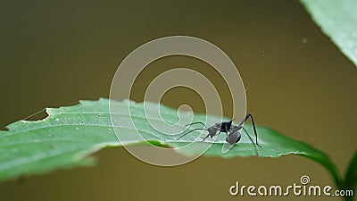Black ant move antenna stock footage. Video of early - 55948628