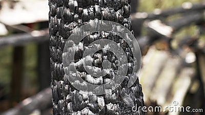 Black Burnt Log of a House Burned by Fire. Stock Footage - Video of ...
