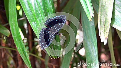 Black Butterfly with White Dots Stock Footage - Video of jungle ...