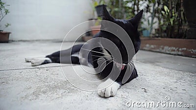 Black Cat Cleaning Itself on the Concrete Floor Stock Footage - Video ...
