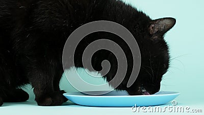 Black Cat Lapping Cream from a Saucer on a Blue Background. Closeup ...