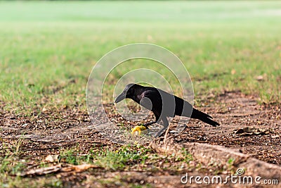 Black Crow With Corn In The Park Royalty-Free Stock Image ...