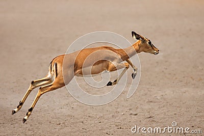 Impala stock photo. Image of wild, wildlife, nature, ridged - 2433344