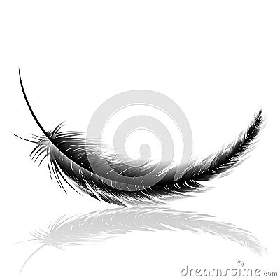 Black Feather With Shadow Stock Photo - Image: 17366870
