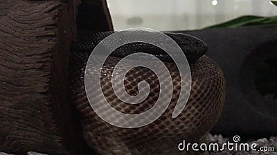 Black-headed Python in Kimberley Western Australia Stock Video - Video ...