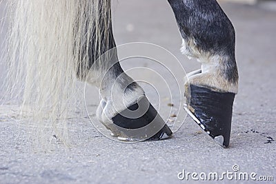 Black Horse Hooves Royalty Free Stock Photos - Image: 11389268