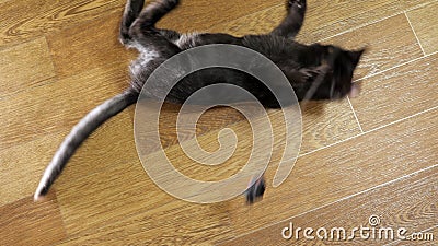 A Black Kitten Playing with a Mouse on a String Stock Video - Video of ...