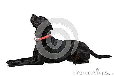 Black Labrador in Red Tie stock photo. Image of cute, gundog - 7754654