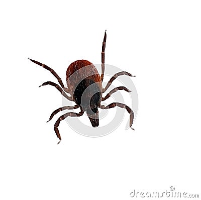 Black Legged Deer Tick - Ixodes Scapularis Royalty Free Stock Photo ...