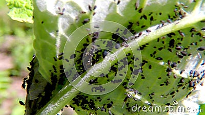 Black Lice, Colony on a Plant Stock Footage - Video of nature, feeding ...