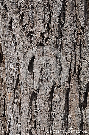 Black Locust Tree Bark Stock Photo - Image: 49965969