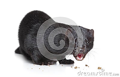Black Mink Eat Dry Food Stock Photo - Image: 22123820