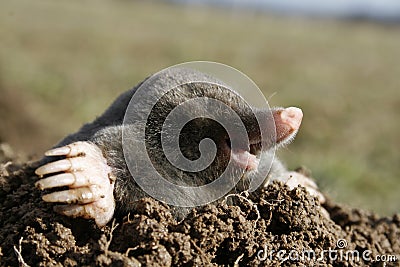 Black Mole Hungry Royalty Free Stock Photos - Image: 4426618