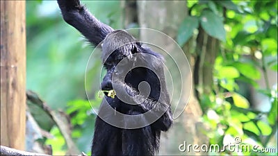 Black Monkey Eating Yellow Pepper Stock Footage - Video of mammal ...