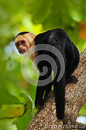 Black Monkey White-headed Capuchin Sitting On The Tree Branch In The ...
