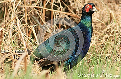 Black Pheasant Stock Images - Image: 4189214
