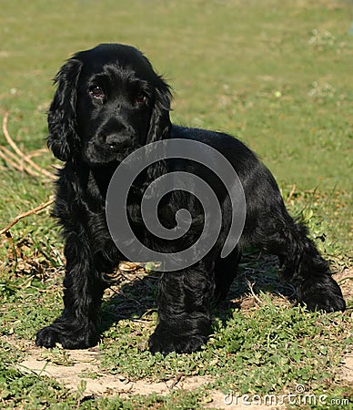 Black Puppy Spaniel Cocker Stock Image - Image: 1823091