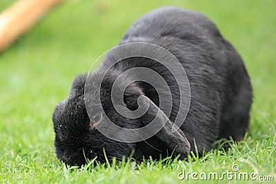 Black Rabbit Stock Images - Image: 24397804