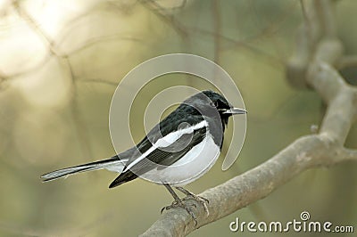Black Robin Royalty Free Stock Photos - Image: 7886768