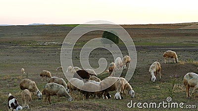 Black Sheep and White Sheep Getting Together, Flock of Sheep, Flock of ...