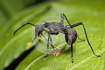 Black Spiky Ant Stock Images - Image: 7910074