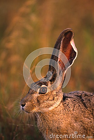 Black-tailed Jackrabbit Portrait Royalty Free Stock Photography - Image ...
