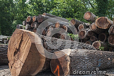 Black walnut saw logs - Stock Image - Everypixel