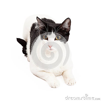 Black And White Cat Laying With Outstretched Paws Royalty-Free Stock ...