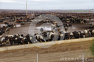 Black And White Cows Crowded In A Muddy Feedlot Royalty-Free Stock ...