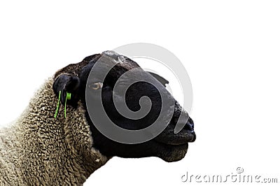 Black And White Sheep Face Only, Side View, Looking At Camera, Isolated ...
