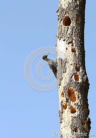Black Woodpecker Drilling A Whole In A Dry Tree Royalty-Free Stock ...