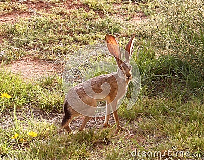 A Blacktail Jackrabbit Stock Photo - Image: 5260390