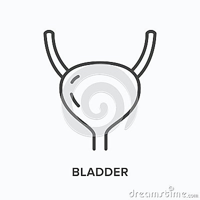 Bladder Flat Line Icon. Vector Outline Illustration Of Human Anatomy ...
