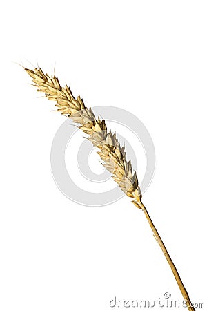 A Blade Of Wheat Stock Photos - Image: 3974463