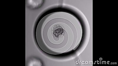 Blastocyst Formation Human Egg Fertility Cell Division Under Microscope ...