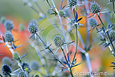 Blaue Kugel-Distel Lizenzfreie Stockfotografie - Bild: 6198907