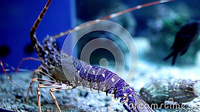 Blauer Hummer stock video. Video von karosserie, antenne - 43694293