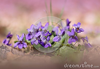 Blauwe Viooltjes Stock Foto - Afbeelding: 70523638