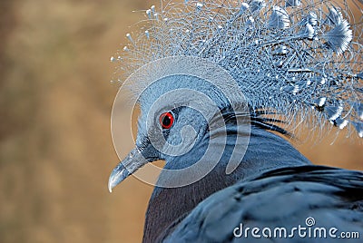 Blauwe Vogel Met Rode Ogen Stock Afbeeldingen - Afbeelding: 6921144