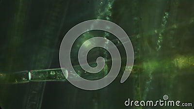 Blinking algae pyrenoids stock video. Video of eukaryotes - 174507977