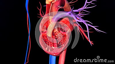 Blodcirkulation arkivfilmer. Video av cirkulation, hjärta - 72520912