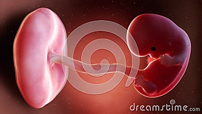 A blood clot stock video. Video of placenta, weekly - 140234401